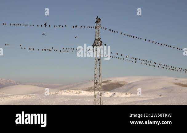 Swarm of birds on the cables of high voltage electric pole. Crows lined ...
