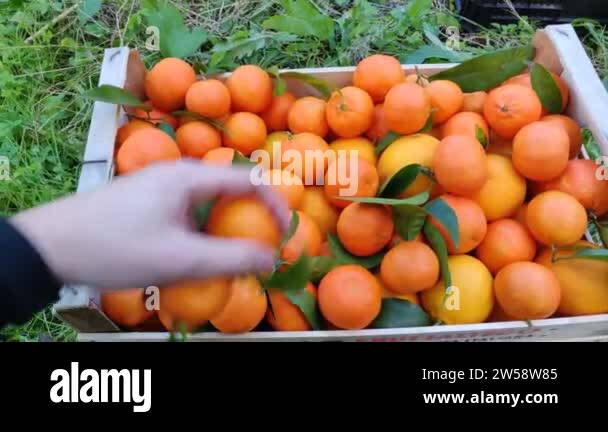 Hand putting mandarin in a wooden crate close up box with fruit. Man ...