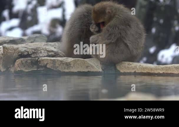 Slow motion of the famous snow monkeys drinking water in a natural ...