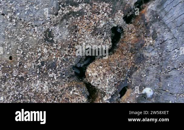 Carpenter ants build nest in old tree stump, workers take care of ...