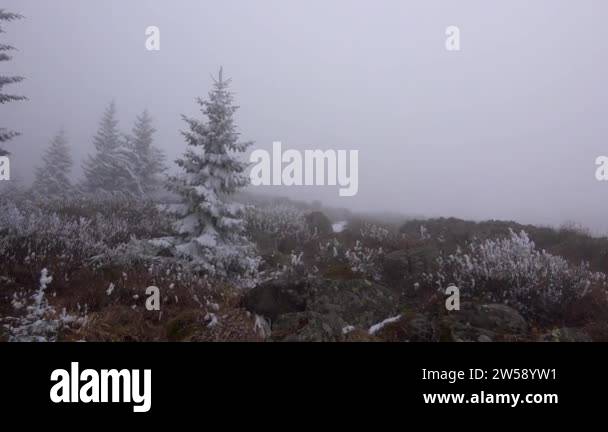 Hoarfrost Accumulating on Trees and Bushes in Mountain.Hoarfrost ...