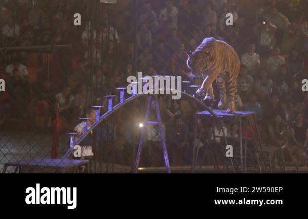 CHONBURI, THAILAND, MARCH 1, 2018: bengal tiger walking on steel bar in ...
