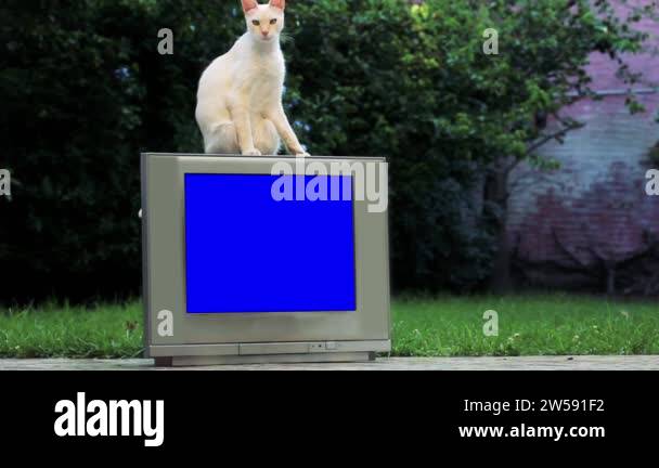 White Cat and Old Television with Blue Screen. You can replace blue ...