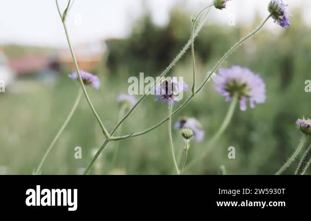 Pollen insects Stock Videos & Footage - HD and 4K Video Clips - Alamy
