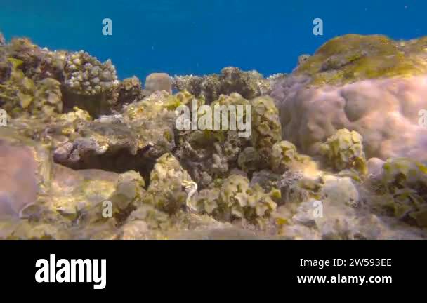 Marine brown algae on the top of a coral reef in shallow water in the ...