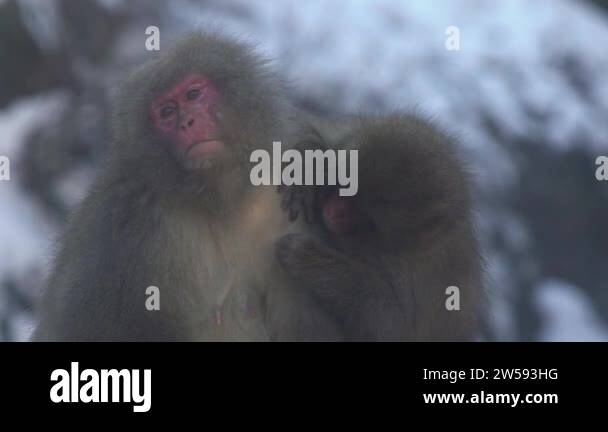 Slow motion of wild monkey grooming in hot spring during winter season ...