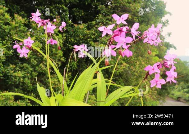 Flowers sway in the wind. Pink orchid flower, ground orchid ...