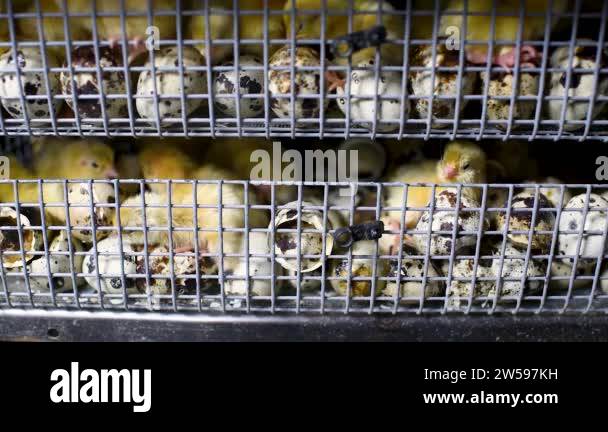 Hatching of chickens and quail in an incubator on a poultry farm Stock ...