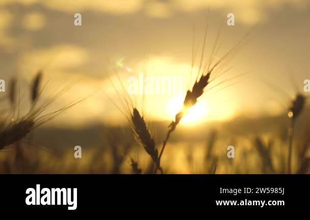 Wheat ears in the sun. Grain field. Time to harvest. Cleaning ...