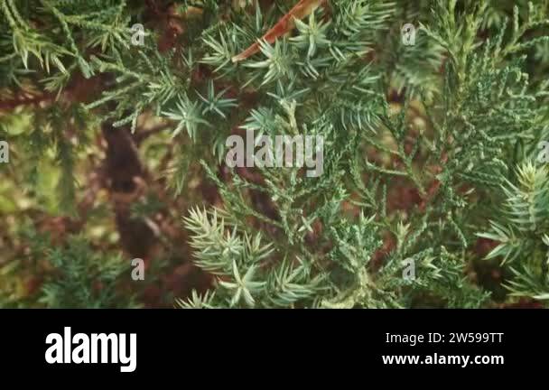 Decorative fir tree Stock Videos & Footage - HD and 4K Video Clips - Alamy