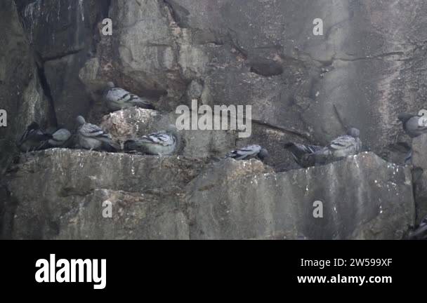 Free Real Wild Rock Pigeons Roosting on the High Rocky Wall.Rock dove ...