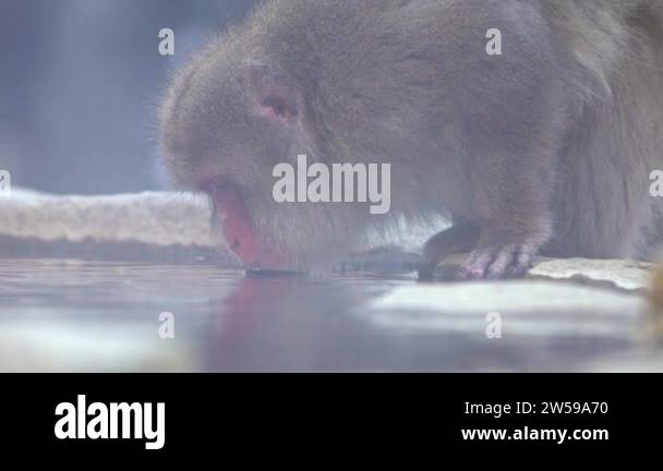 Japanese Water Monkey Goblin