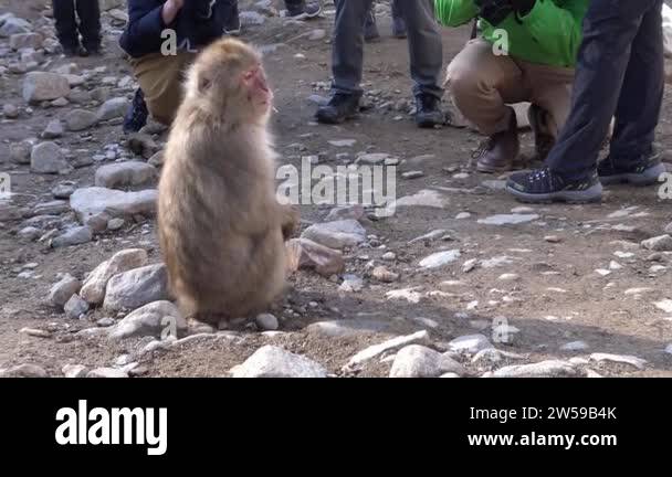 Wild monkeys japan Stock Videos & Footage - HD and 4K Video Clips - Alamy