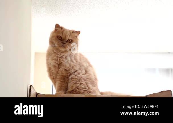 Cat reaction Stock Videos & Footage - HD and 4K Video Clips - Alamy