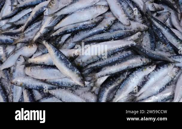 Epipelagic fish Stock Videos & Footage - HD and 4K Video Clips - Alamy