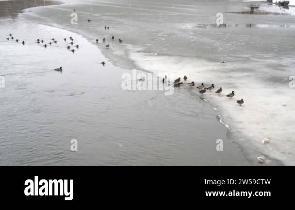 Bad swim Stock Videos & Footage - HD and 4K Video Clips - Alamy