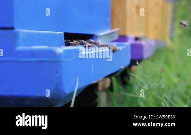 Apiary. Bees bring fresh nectar into the hive.Eco-friendly apiary. An ...