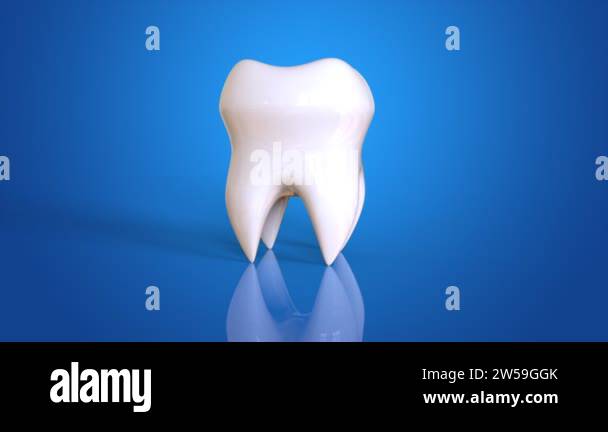 tooth cycle animation Stock Video Footage - Alamy