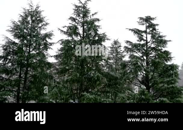 Natural snow falling on evergreen tree background. Large snowflakes ...