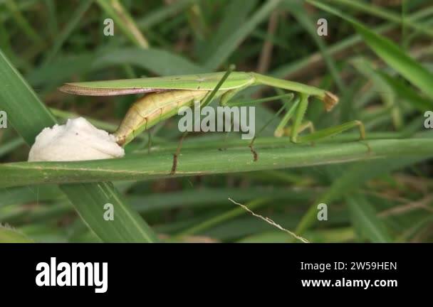 female praying mantis laying egg sacs on the blade of grass Stock Video ...