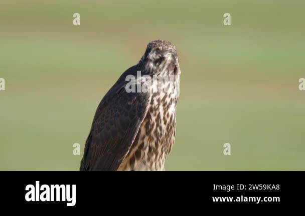 Falcon genus Stock Videos & Footage - HD and 4K Video Clips - Alamy