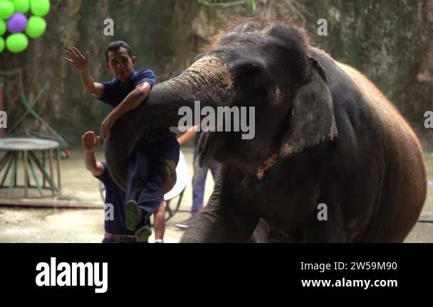 Elephant carrying log Stock Videos & Footage - HD and 4K Video Clips ...