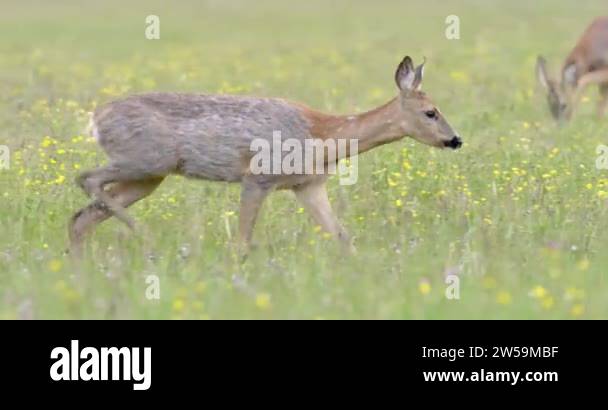Roe deer marking Stock Videos & Footage - HD and 4K Video Clips - Alamy