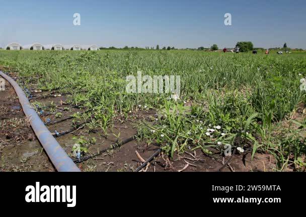 Irrigation tube onion plant Stock Videos & Footage - HD and 4K Video ...