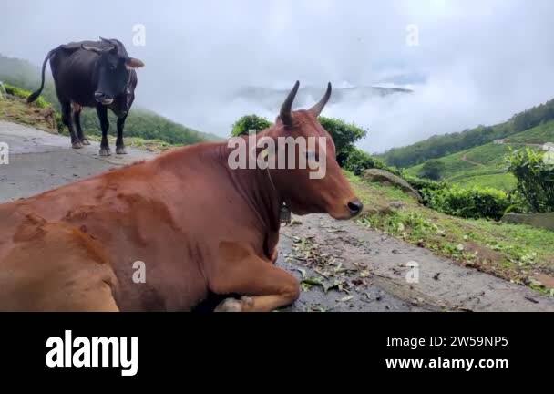A2 Indian Cow in Tea plantations in Munnar, Kerala, India. Cow Roaming ...