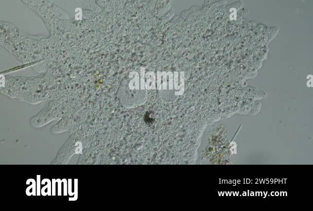 Pseudopods Stock Videos & Footage - HD and 4K Video Clips - Alamy