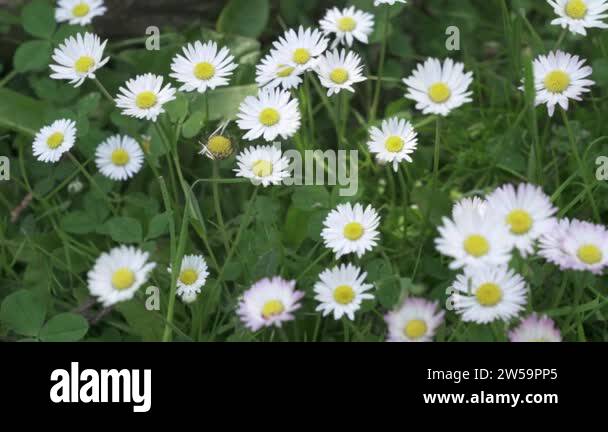 Daisy blooms Stock Videos & Footage - HD and 4K Video Clips - Alamy