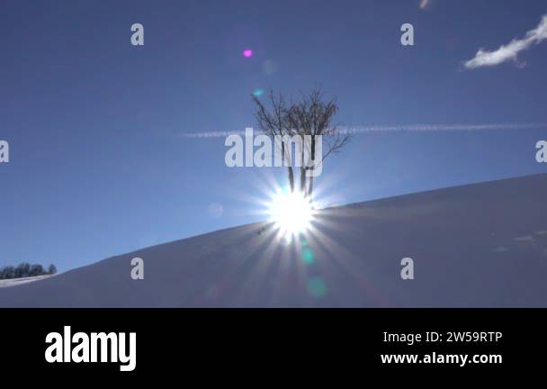 Only tree Stock Videos & Footage - HD and 4K Video Clips - Alamy