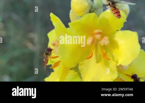 Wasp pollination Stock Videos & Footage - HD and 4K Video Clips - Alamy