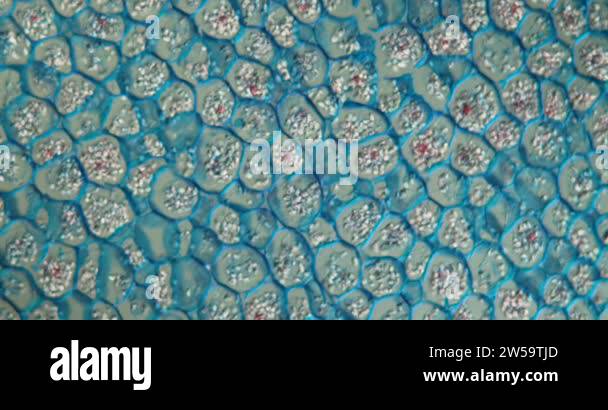 lesser celandine root in cross section under the microscope 100x Stock ...