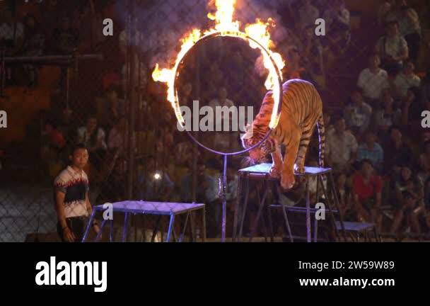 CHONBURI, THAILAND, MARCH 1, 2018: bengal tiger jump through ring of ...