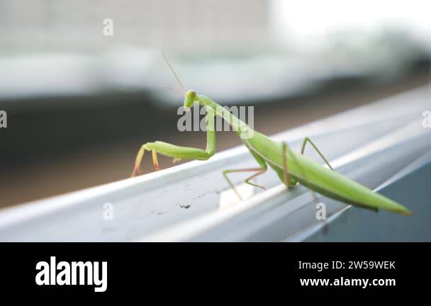 Open ledge Stock Videos & Footage - HD and 4K Video Clips - Alamy