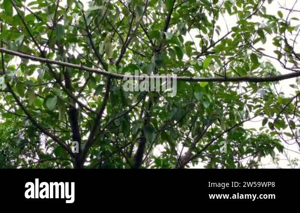 4K, A bird Taiwan Barbet singing in a tree of forest park at Taipei ...