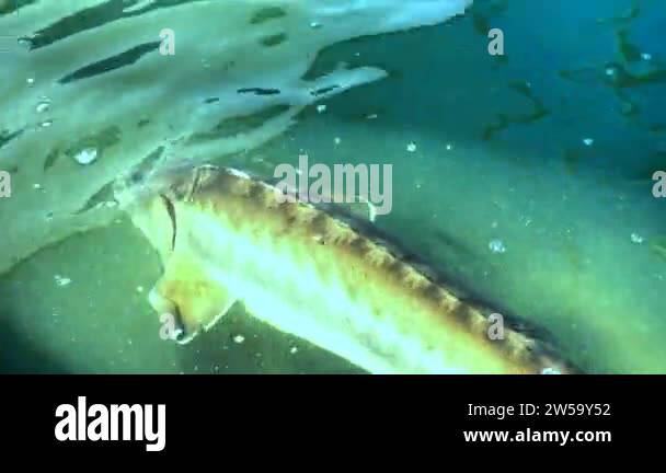 Live active sturgeon on the farm at Kibbutz Dan. Israel. This is the ...