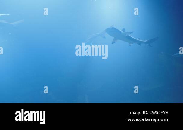 Group of sharks from below. Underwater marine life with grey sharks and ...