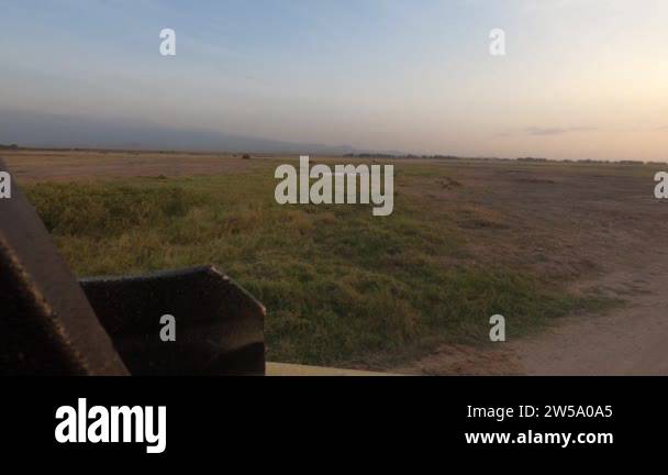 lions move lazily across the shroud and rest before the night hunt ...