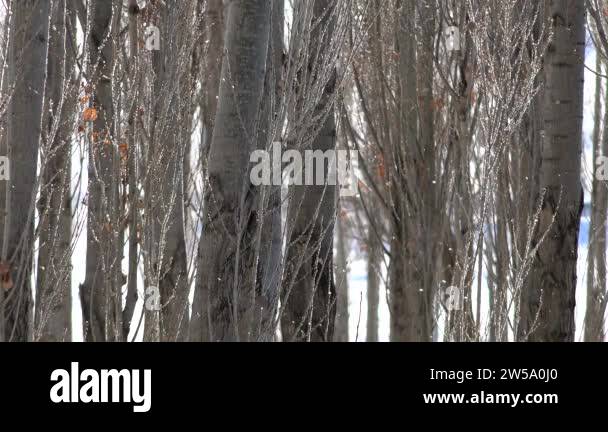 Rime Ice Crystals and Hoar Frosts on Leafless Tree Branches in Sunlight ...