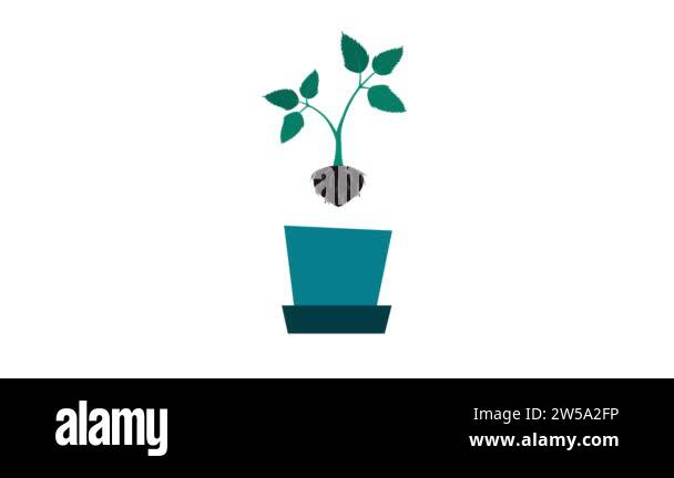 Animation of seedlings Stock Videos & Footage - HD and 4K Video Clips ...