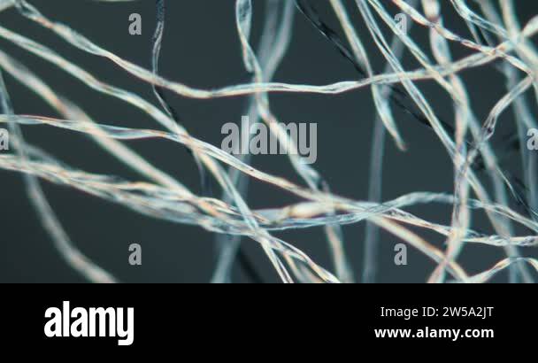 Cotton microscope Stock Videos & Footage - HD and 4K Video Clips - Alamy