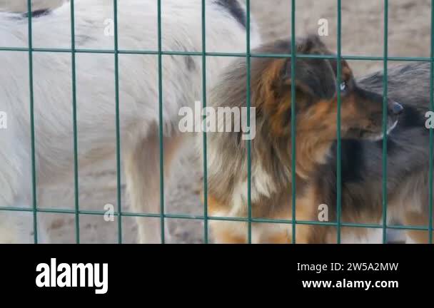 Sad homeless lonely dog partial heterochromia unwanted and barking in ...