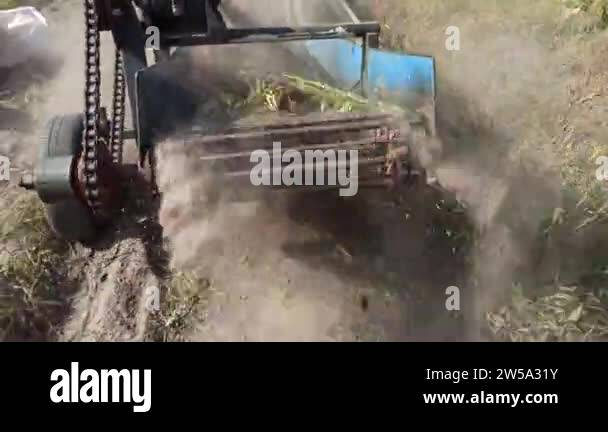 Process of digging fresh organic potatoes vegetable in field on soil ...