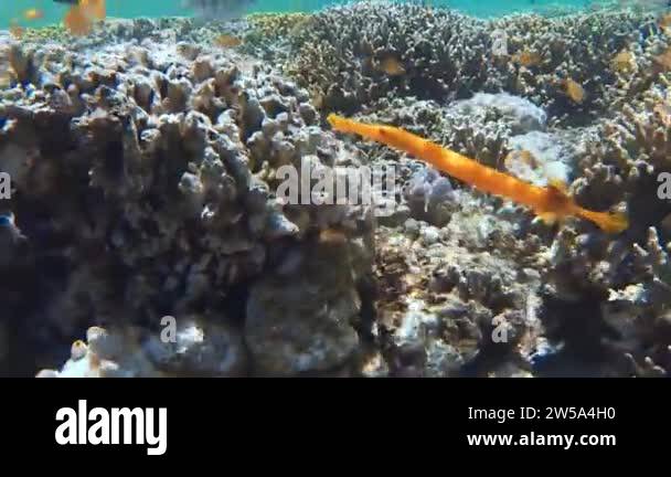 Deep sea float fish Stock Videos & Footage - HD and 4K Video Clips - Alamy