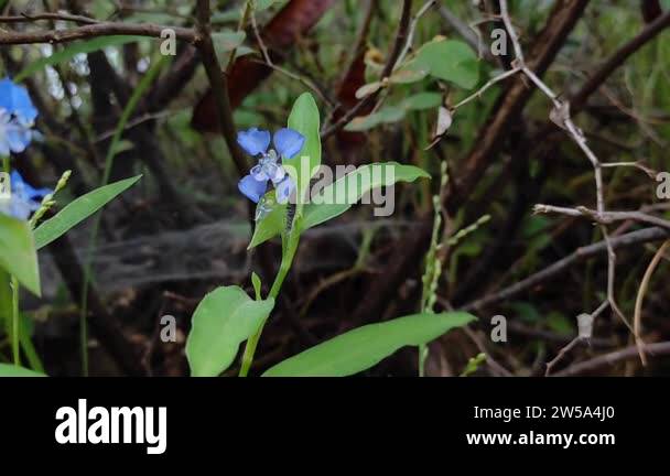 Kanchant plant is 60-90 cm long and has pulpy stem. In the monsoon ...