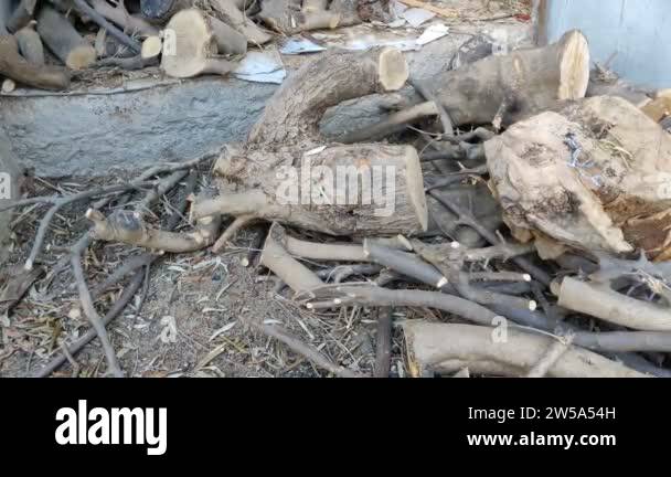 Fallen wood and cut branches. stumps thrown on the ground. pile of wood ...