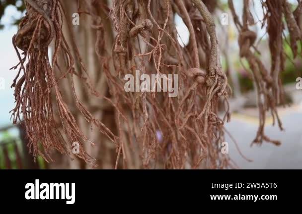 Creeper tree Stock Videos & Footage - HD and 4K Video Clips - Alamy