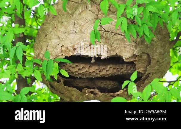 Broken wasp nest Stock Videos & Footage - HD and 4K Video Clips - Alamy
